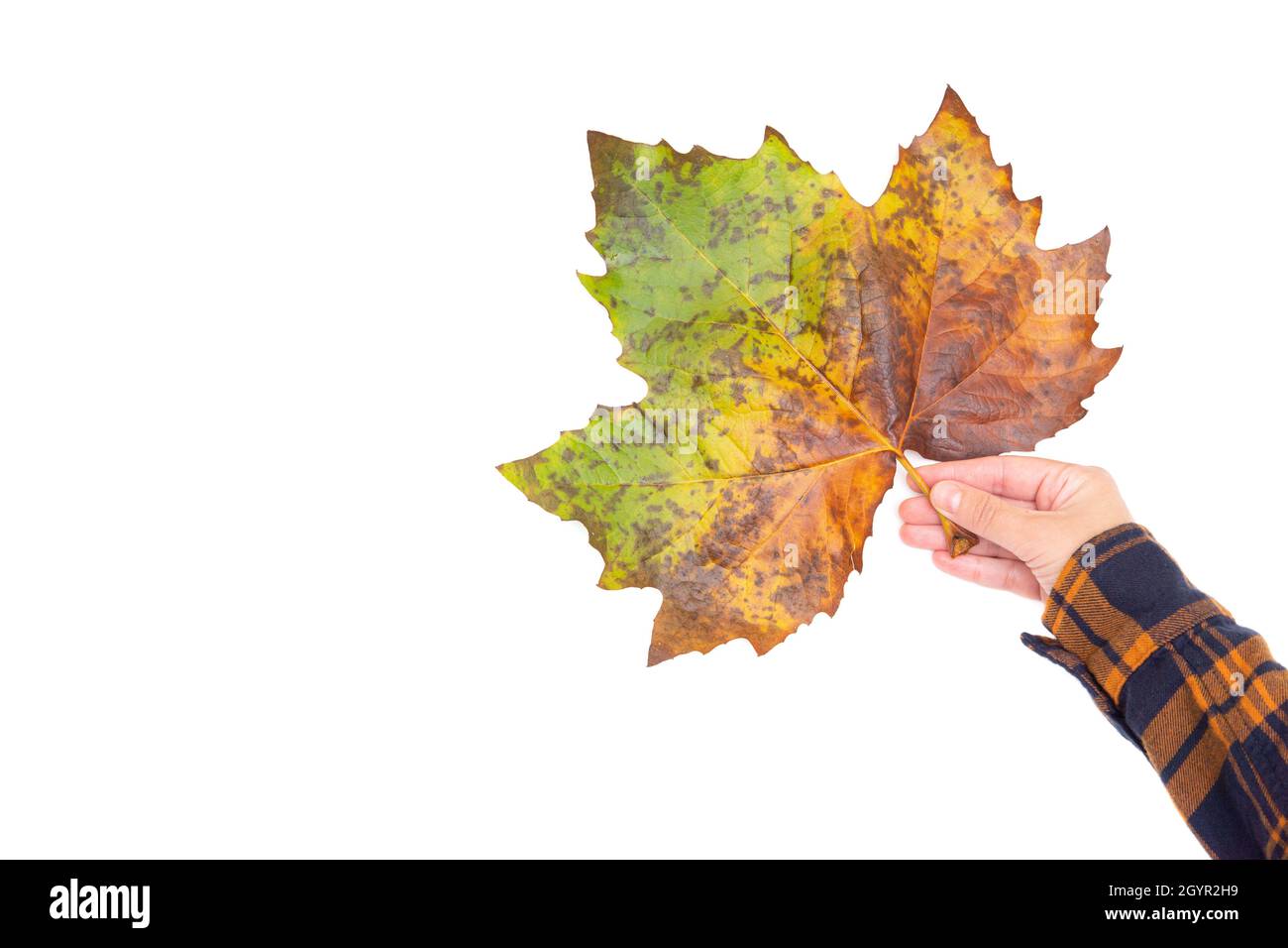Crop view of a female hand holding a large stained maple leaf isolated ...