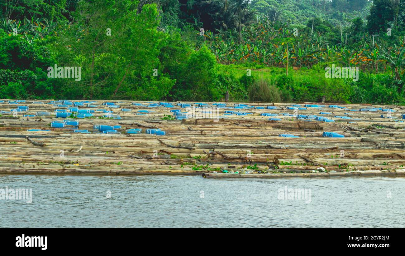 Timber tied into a raft then pulled across Mahakam River to the ...