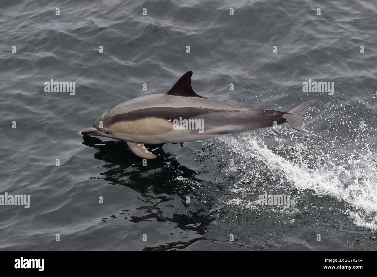 Common Dolphin leaping in UK waters Stock Photo - Alamy
