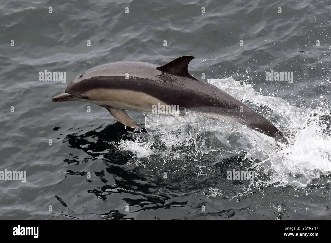 Common Dolphin leaping in UK waters Stock Photo - Alamy