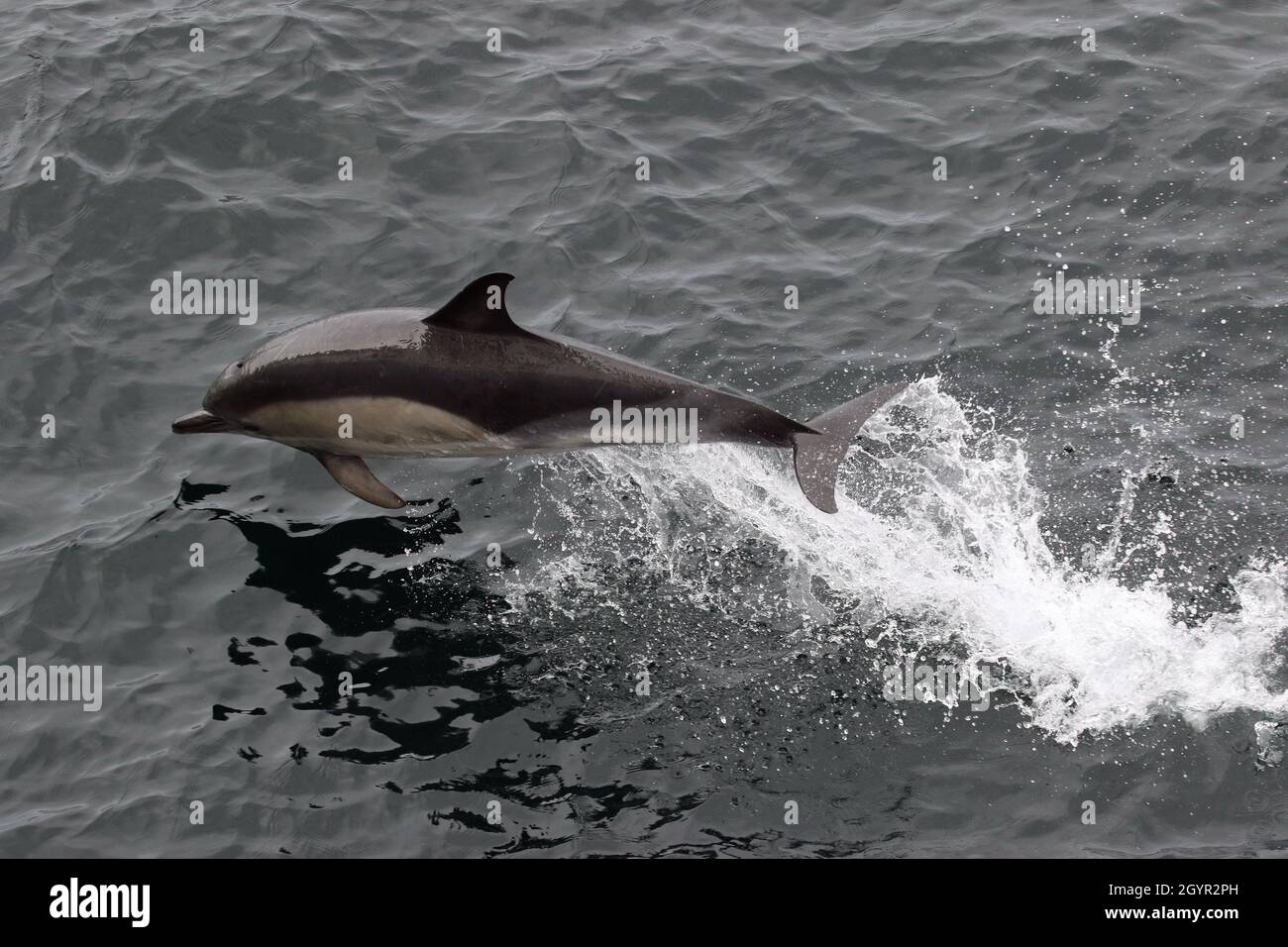 Common Dolphin leaping in UK waters Stock Photo - Alamy