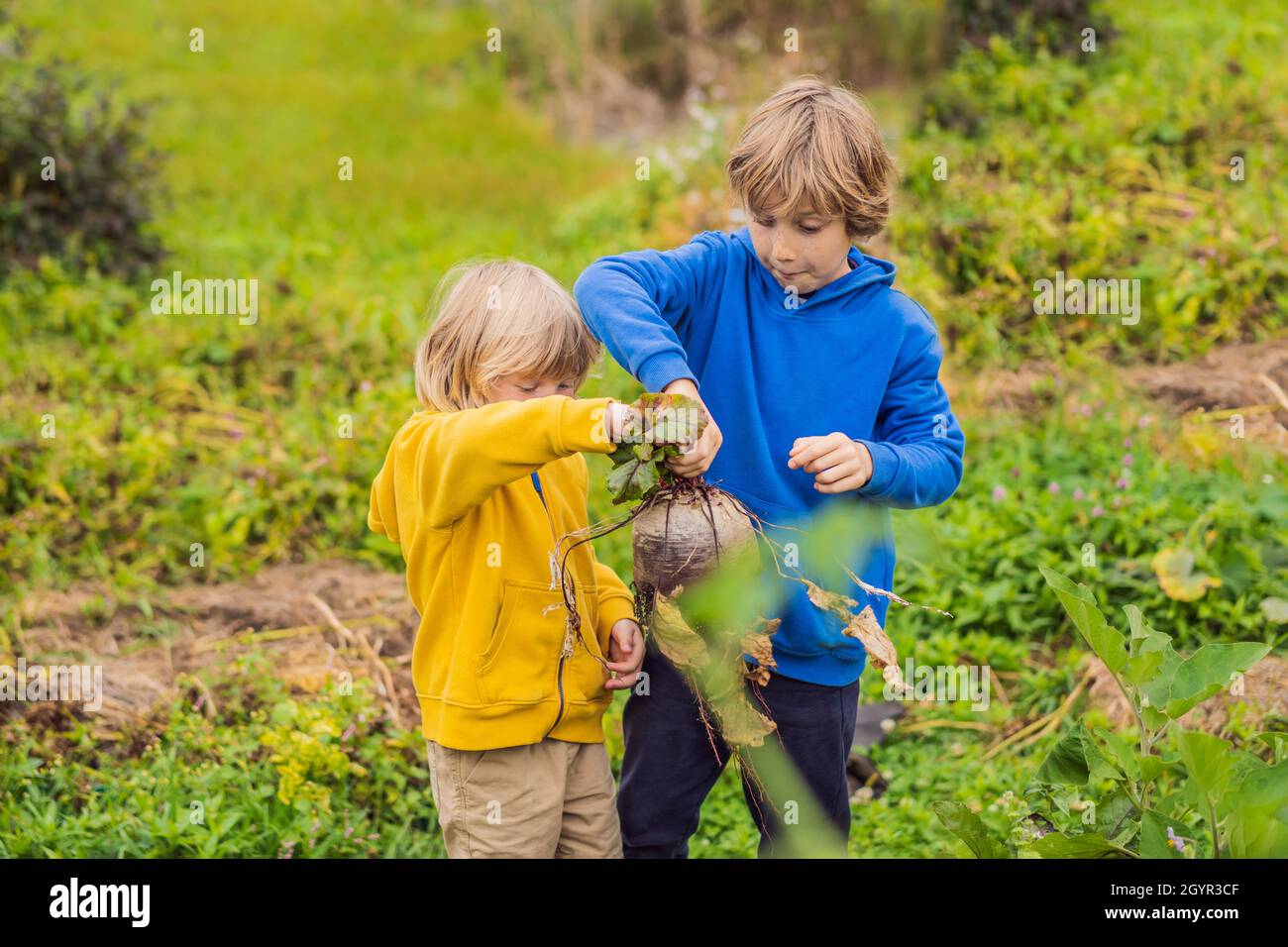 Beet person garden hi-res stock photography and images - Alamy
