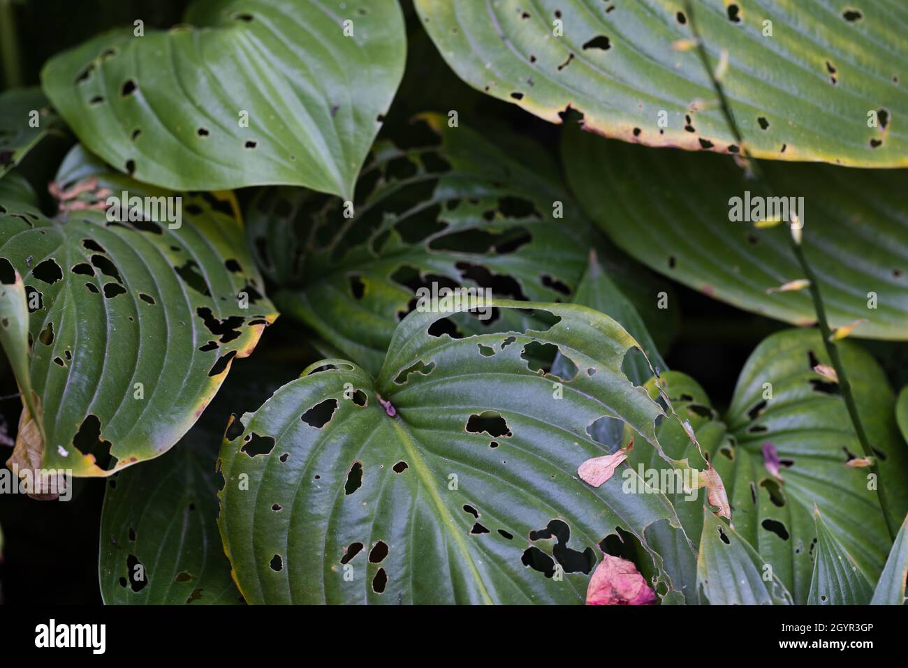 Insect damaged hosta leaves. Leaves of hosta plant. Gardening concept ...