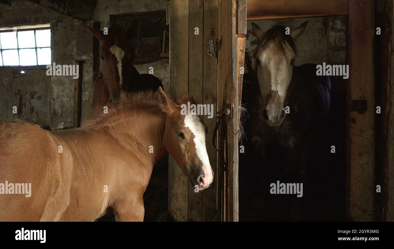 Photo of a horse with a foal in an old stall Stock Photo - Alamy
