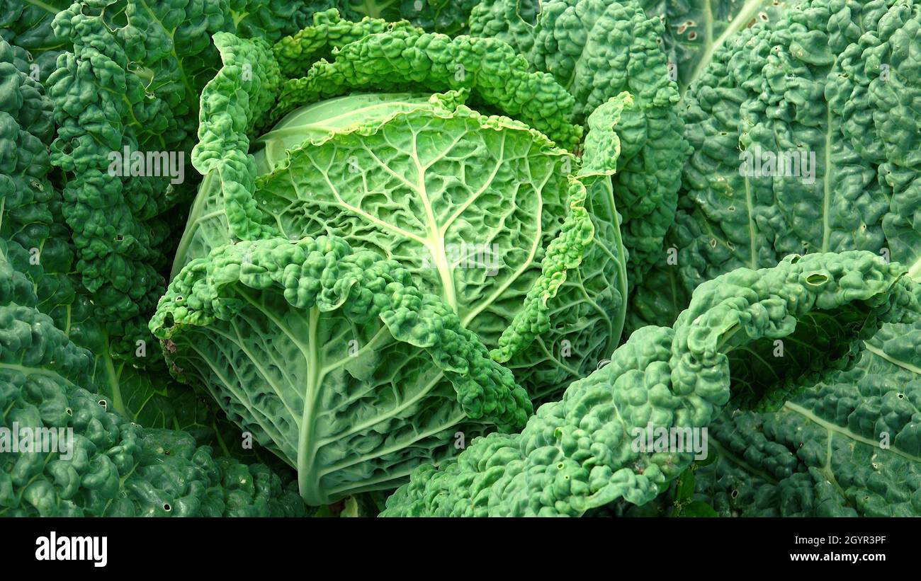 Ripen green curly cabbage in the garden Stock Photo - Alamy