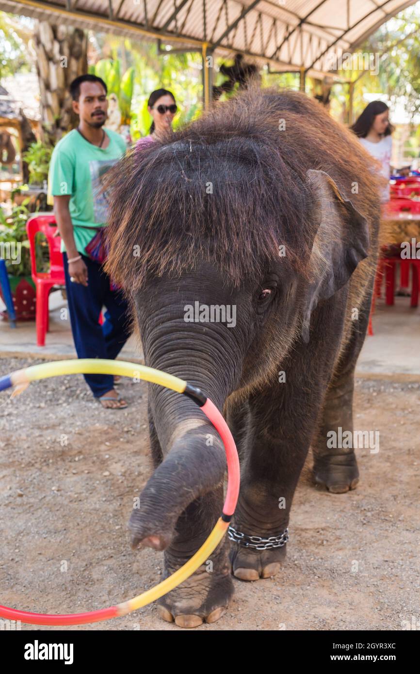 Samui, THAILAND - MAY 10 : Asian elephants in elephant village perform ...