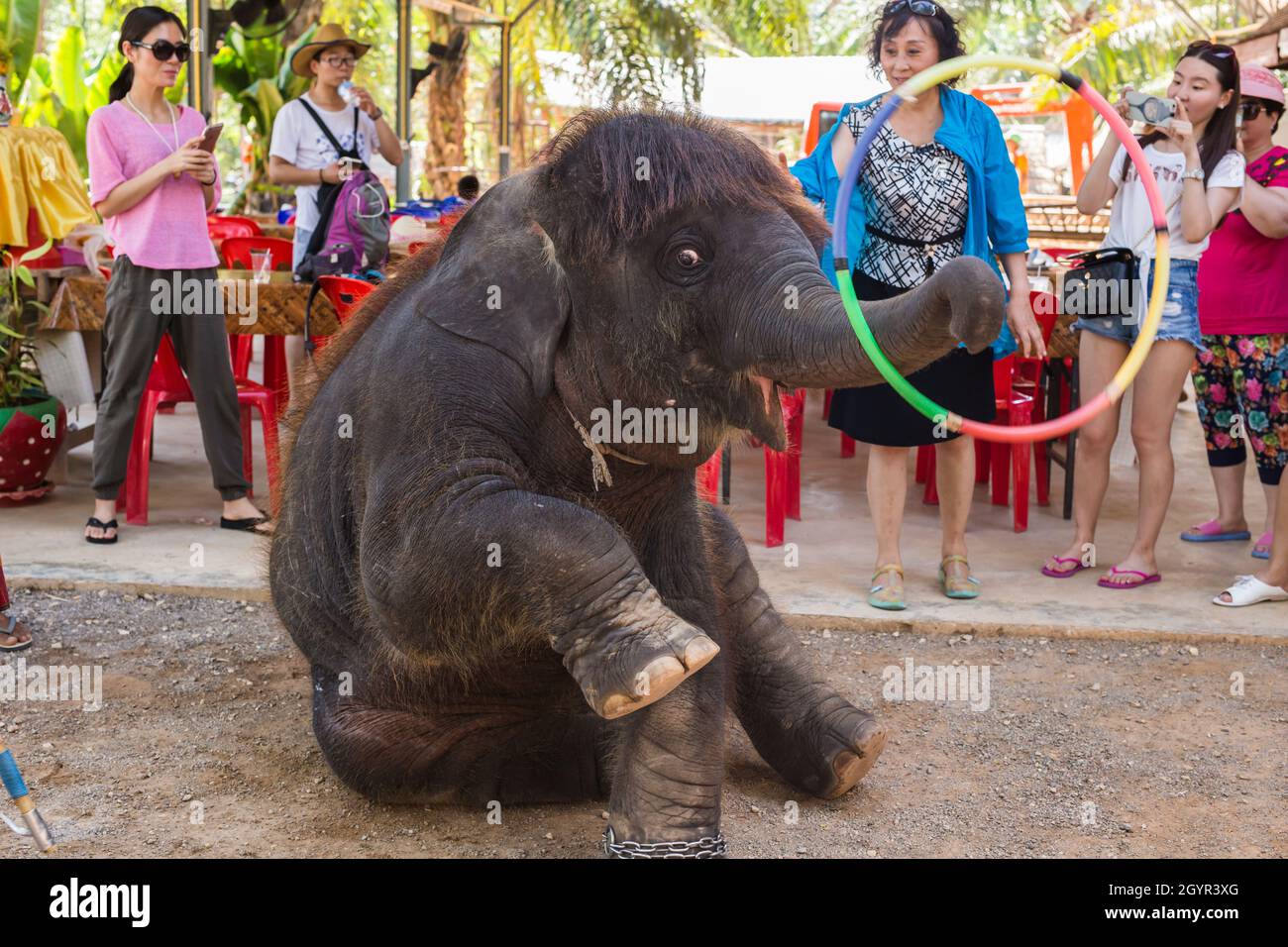 Samui, THAILAND - MAY 10 : Asian elephants in elephant village perform ...