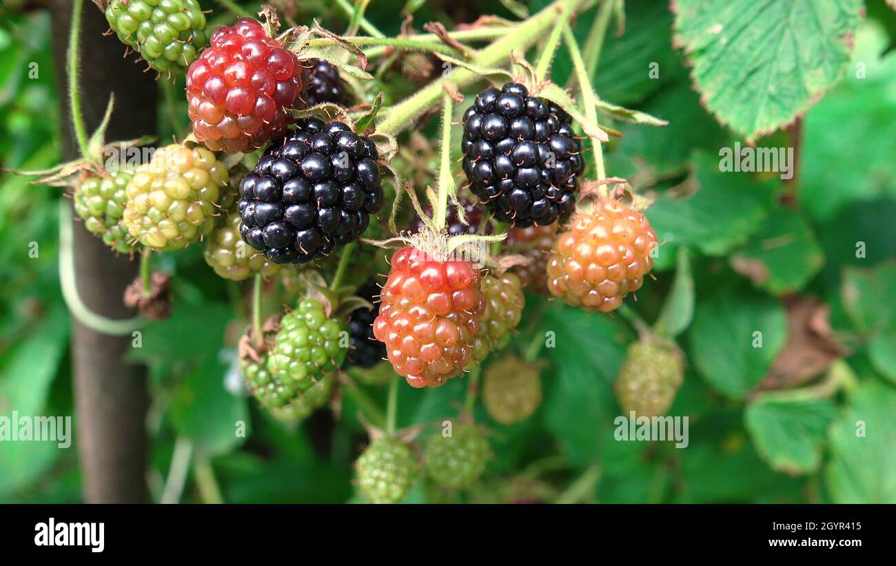 Close-up photo of ripening blackberry in the orchard Stock Photo - Alamy