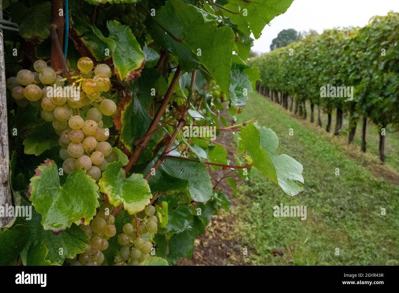 The Manseng grapes (gros, petit) form the main fruit for the Jurançon ...
