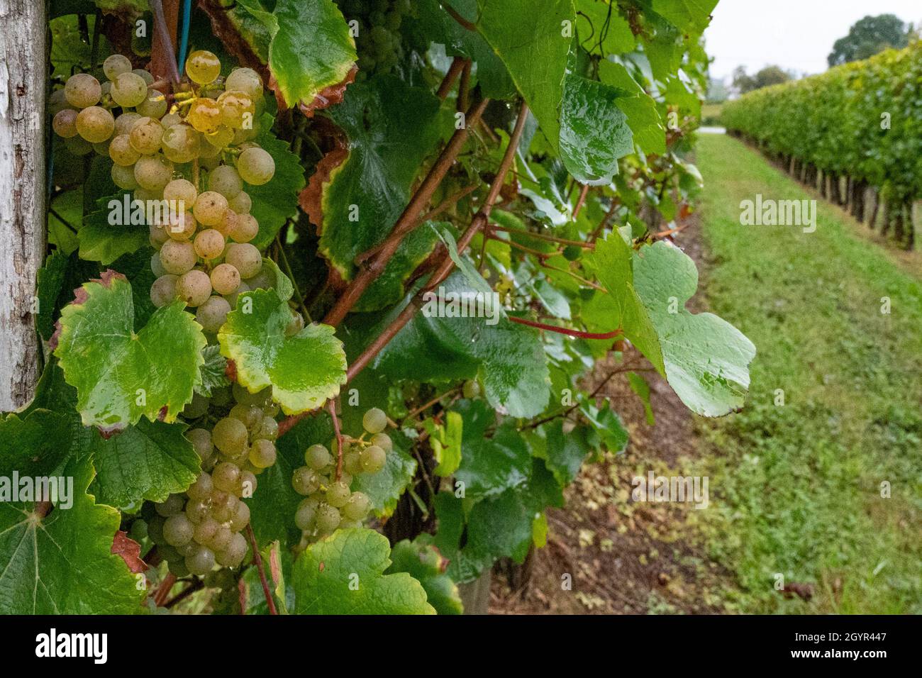 The Manseng grapes (gros, petit) form the main fruit for the Jurançon ...