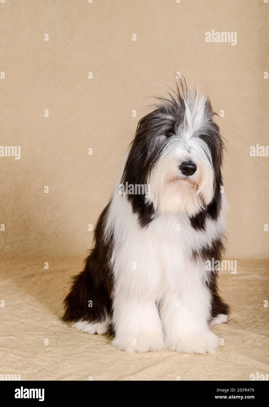 Herding dog breed hi-res stock photography and images - Alamy