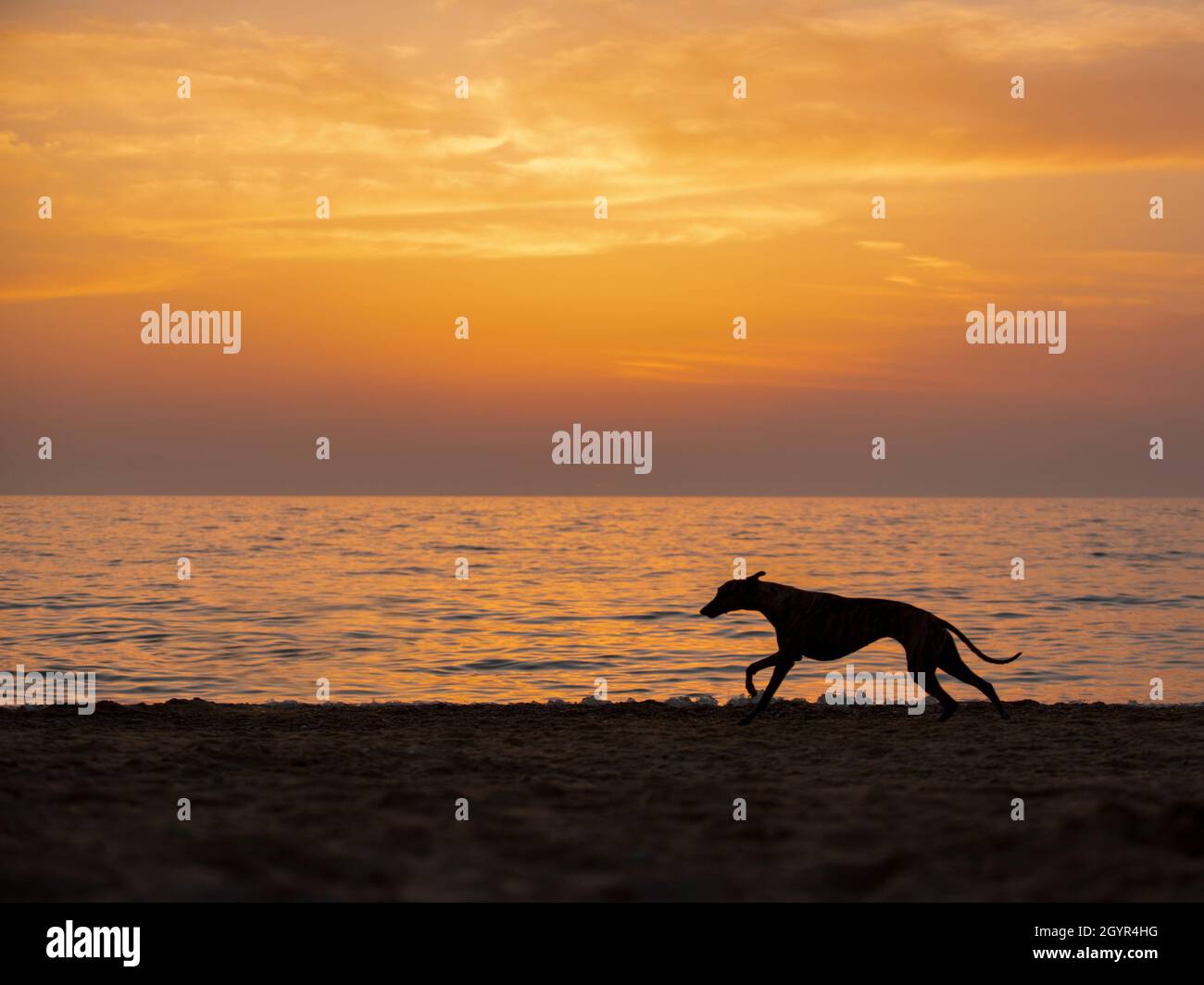 English thoroughbred sun hi-res stock photography and images - Alamy