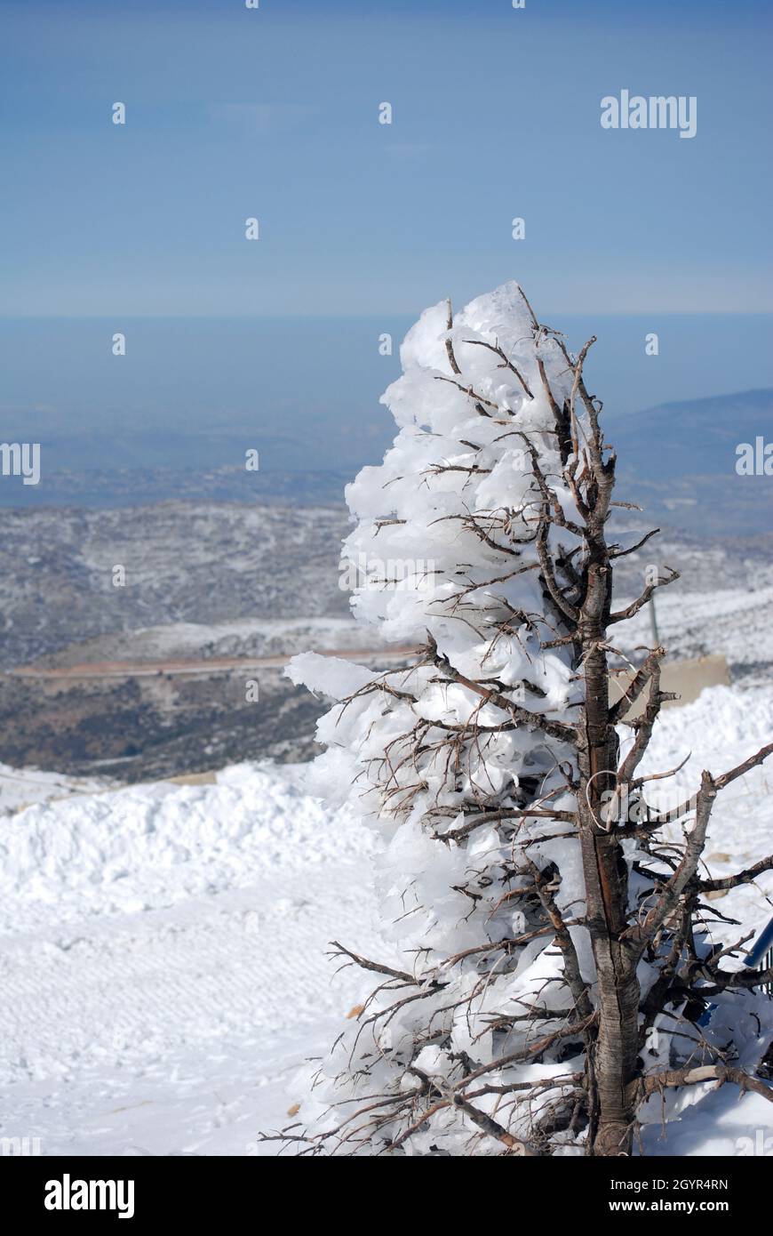 tree covered with snow at the summit of Mount Hermon, Israel Stock ...