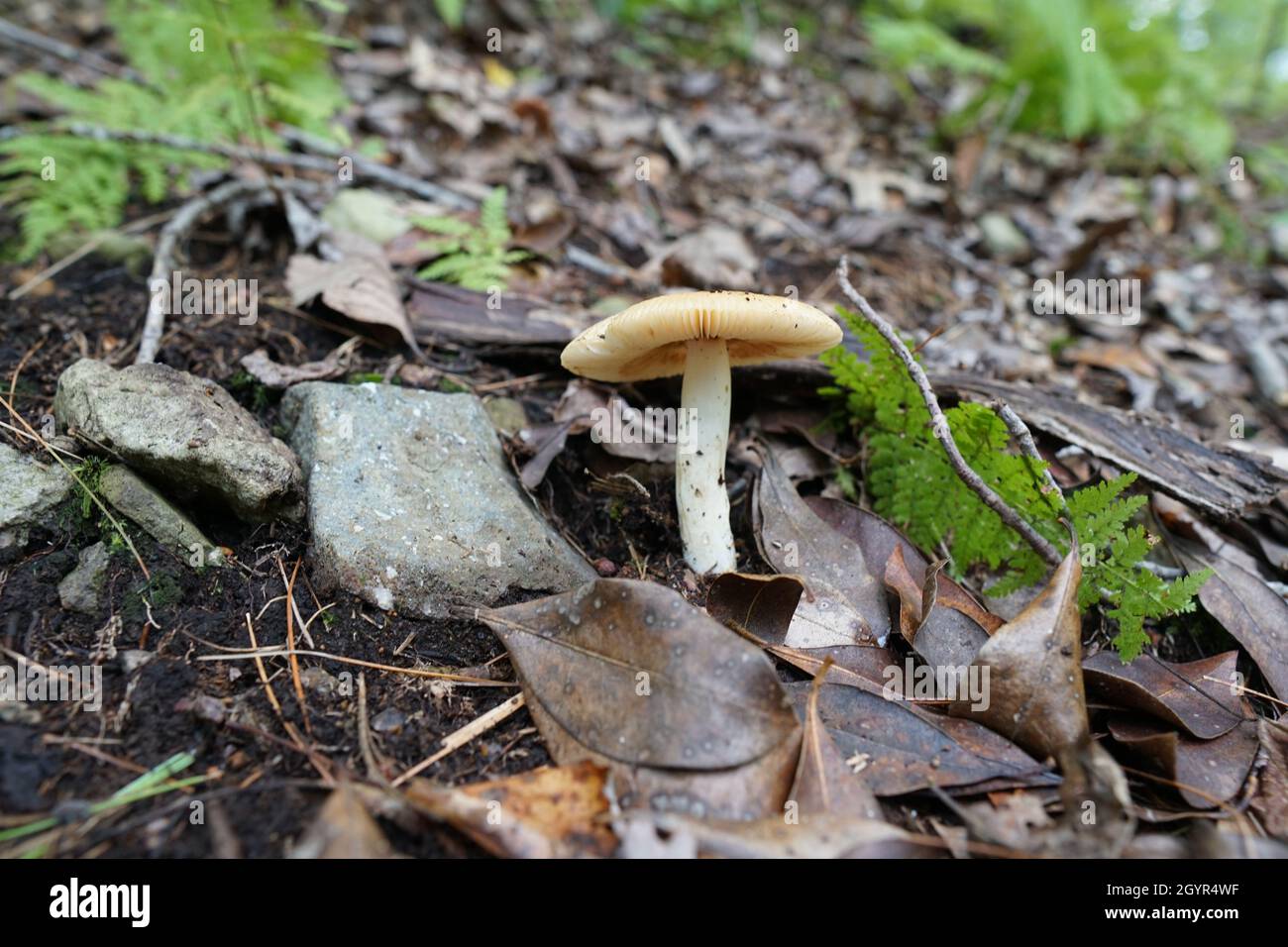 Russula Foetens Stinking Russula High Resolution Stock Photography and ...