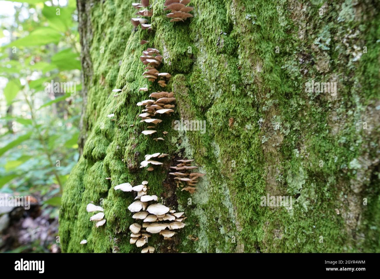 Set of Xanthoporia Radiata fungus on a tree moss in a forest Stock ...