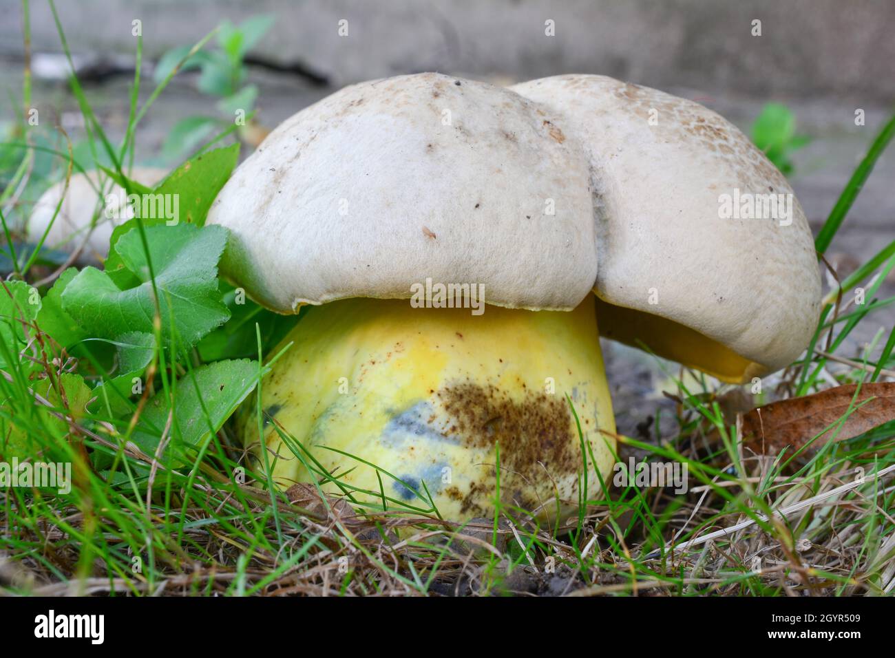 One single specimen of Caloboletus radicans, previously Boletus ...