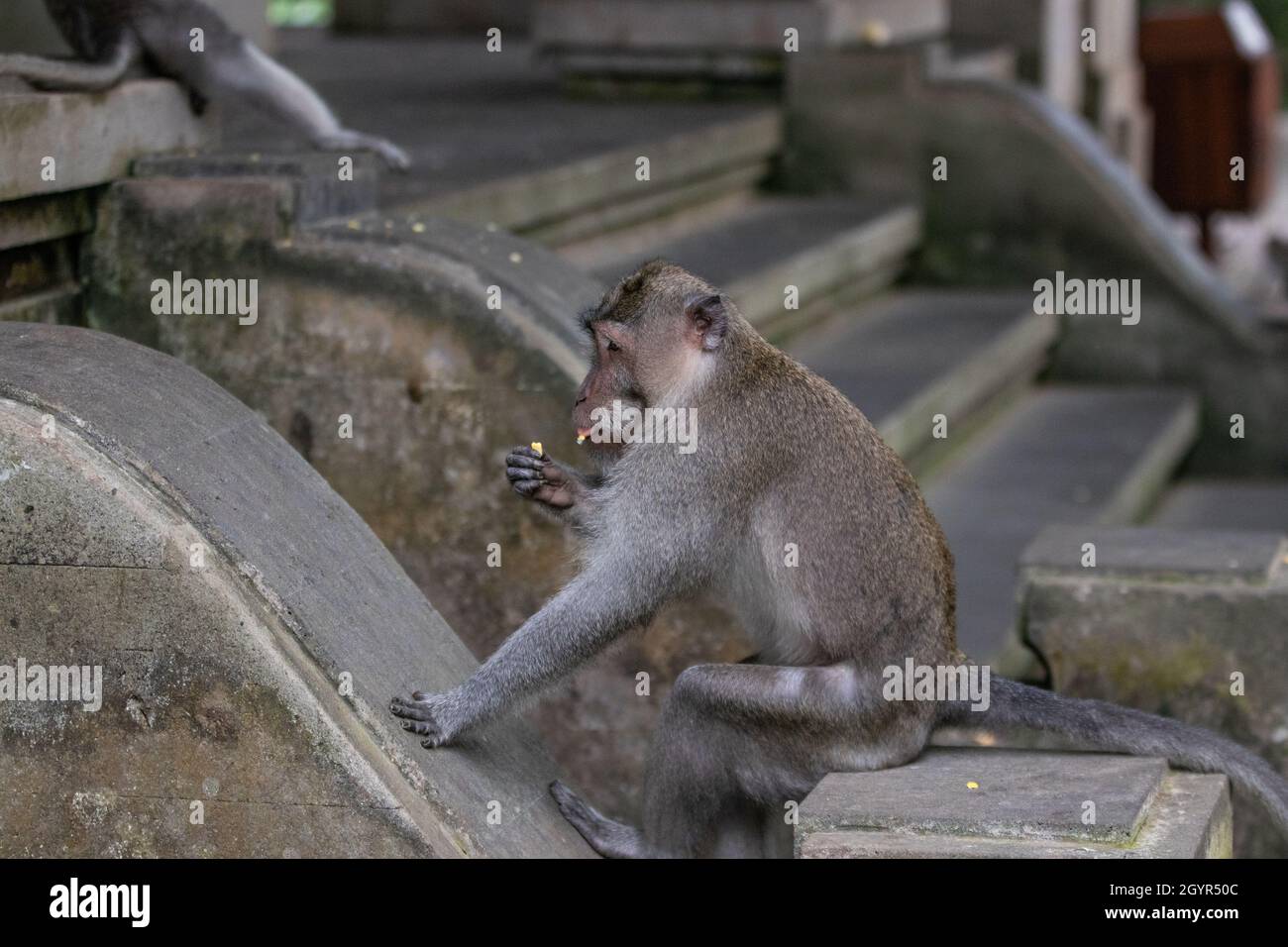 Horizontal shot of grey macaque sitting on the stairs and eating Stock ...