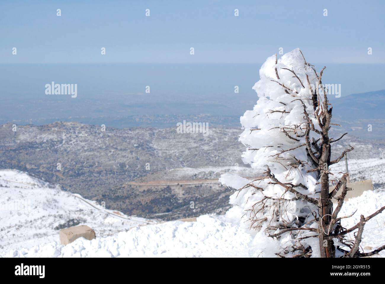 tree covered with snow at the summit of Mount Hermon, Israel Stock ...