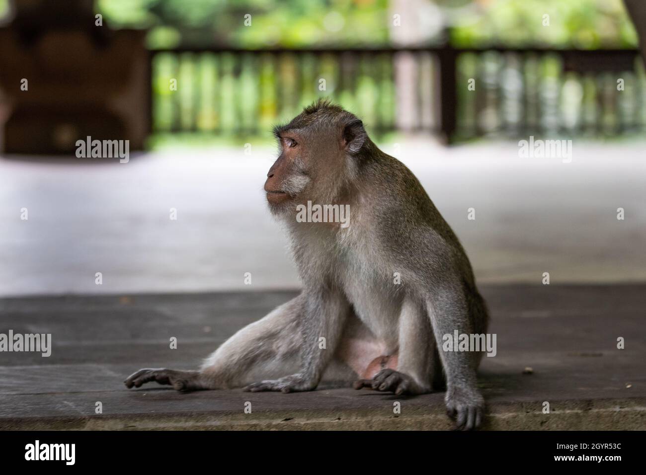 Horizontal shot of grey macaque sitting on the floor with a sad face ...
