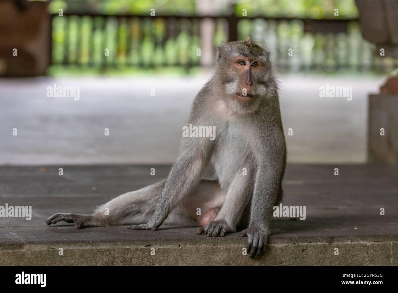 Horizontal shot of grey macaque sitting on the floor with a sad face ...