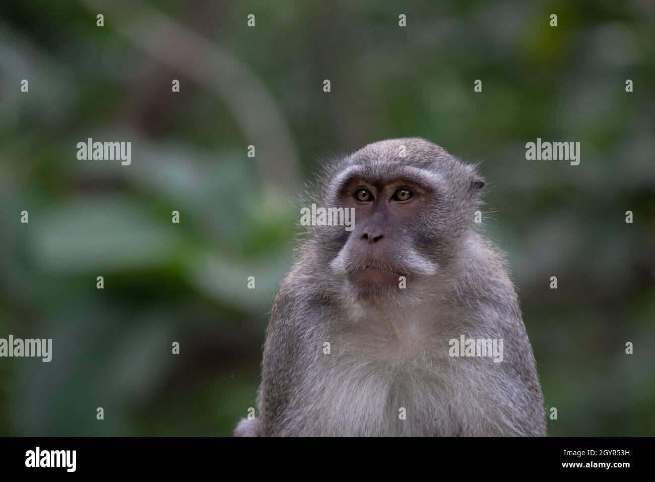Horizontal shot of grey macaque with a sad face Stock Photo - Alamy