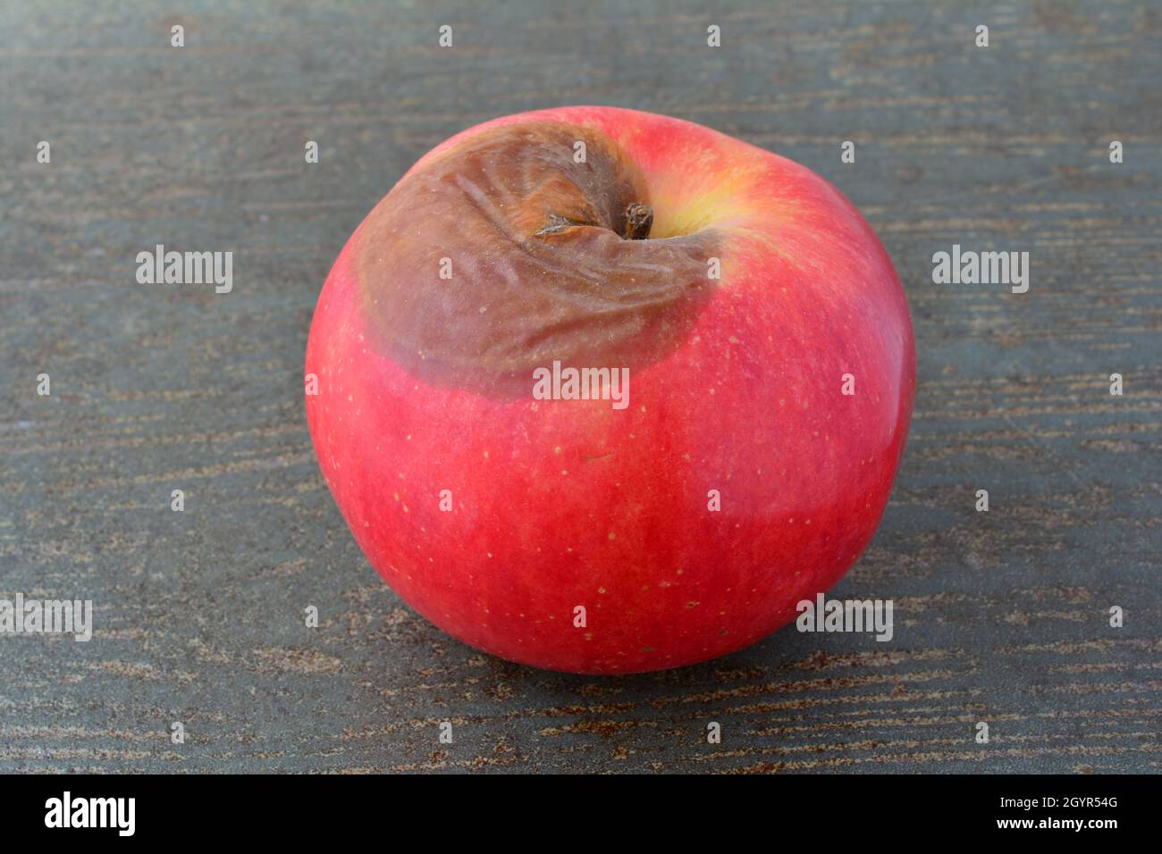 Close up view of one single rotten red apple on dark background, side ...
