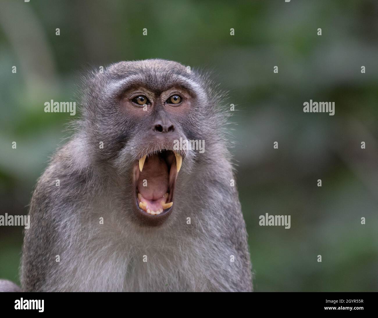 Selective focus shot of grey macaque with an open mouth Stock Photo - Alamy