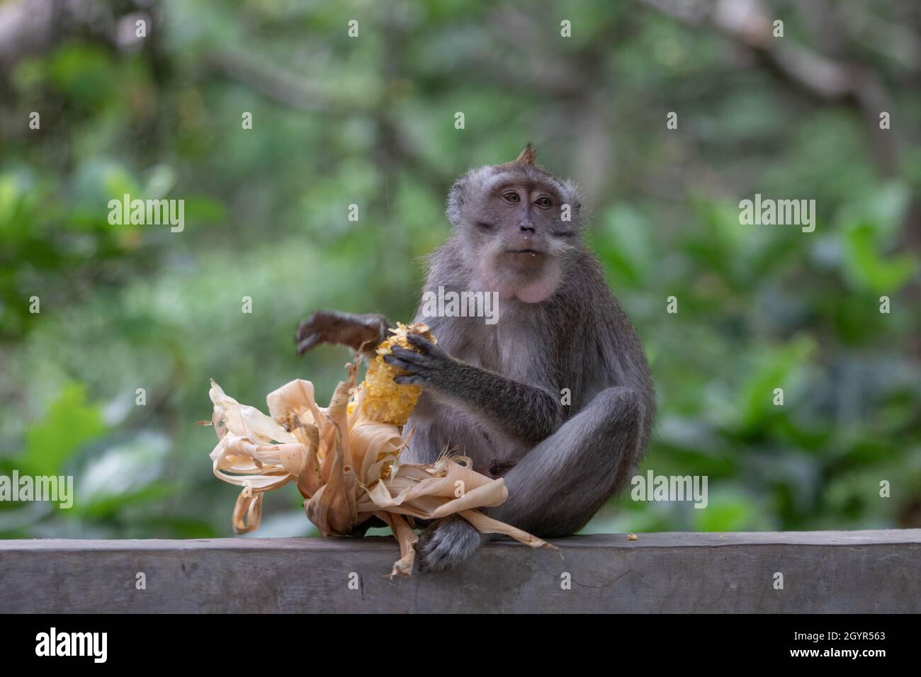 Horizontal shot of grey macaque sitting and eating dried corn Stock ...