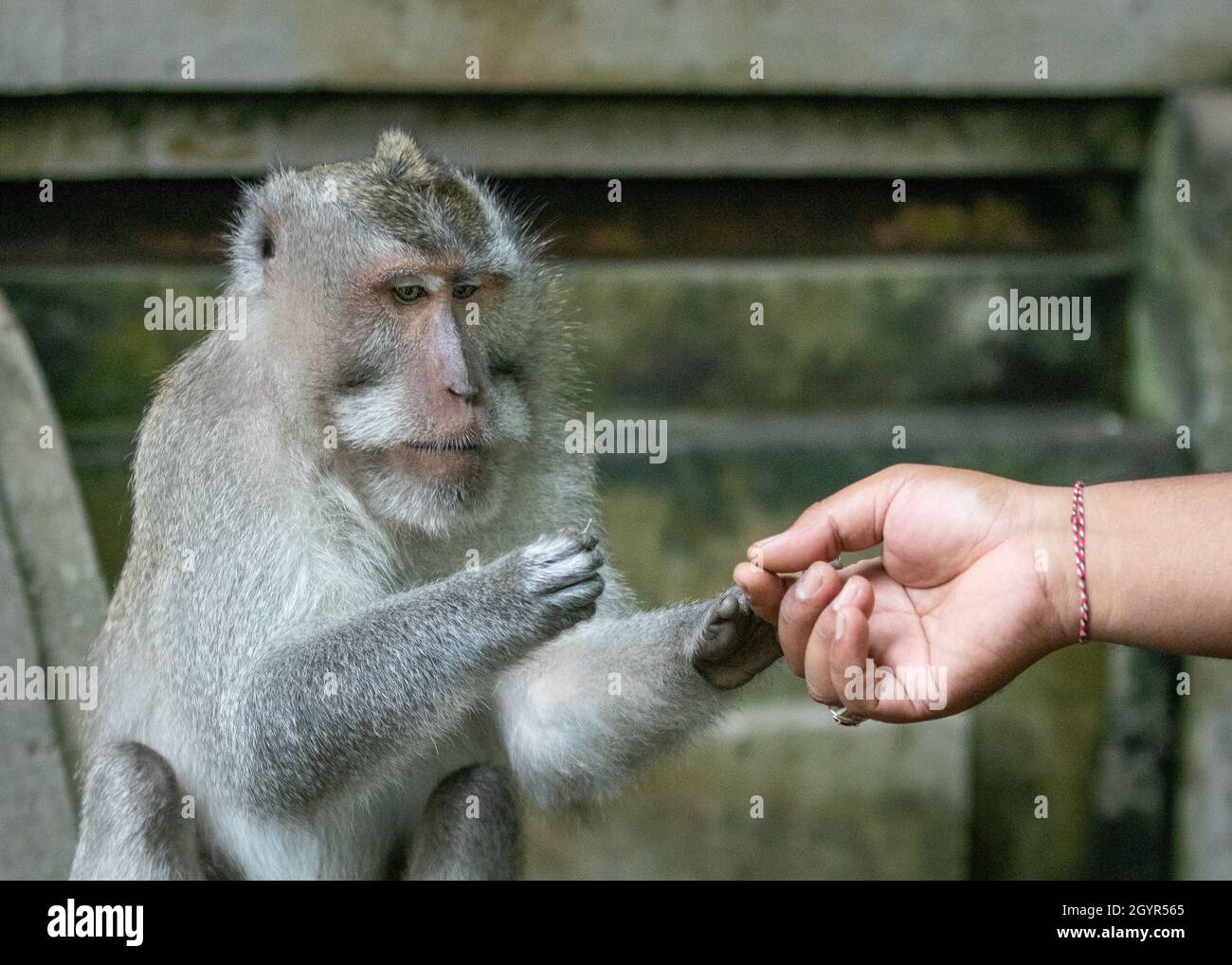 Horizontal shot of grey macaque taking food from a person Stock Photo ...