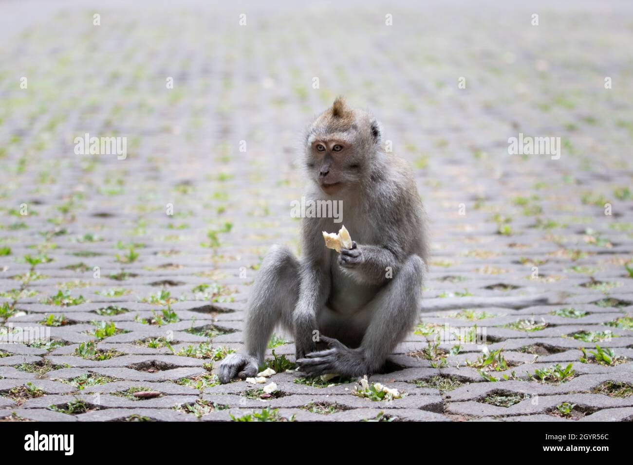 Horizontal shot of grey macaque sitting on the floor and eating Stock ...