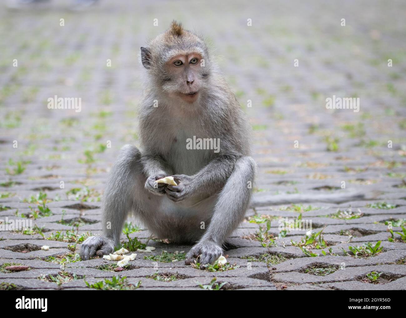 Horizontal shot of grey macaque sitting on the floor and eating Stock ...