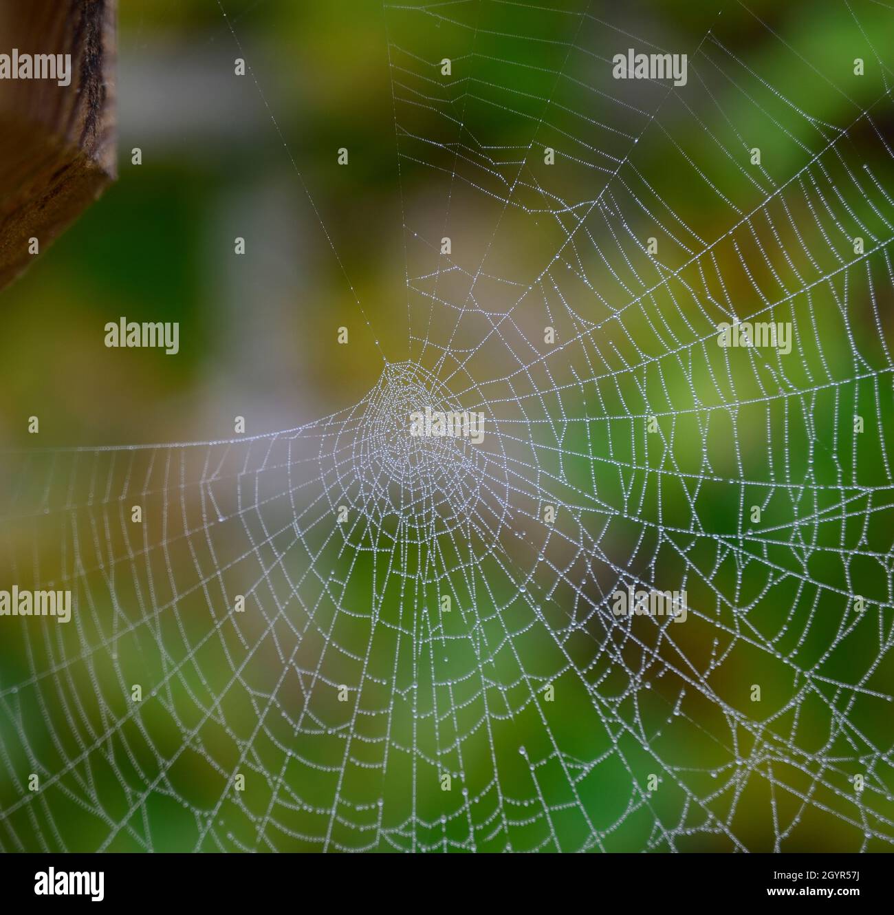 Spiders web autumn dew hi-res stock photography and images - Alamy