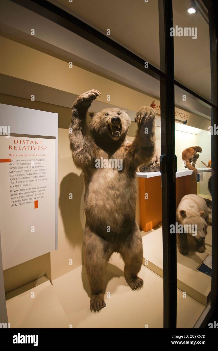 Stuffed brown bear (Ursus arctos) in Natural History Museum, South ...
