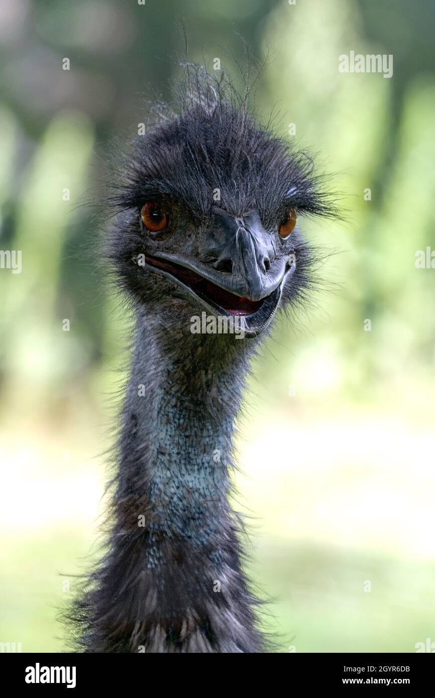 Standing nearly six feet tall the Emu is the largest bird native to ...