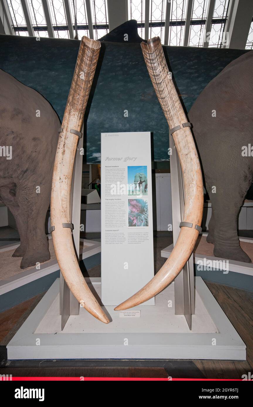 Huge tusks of african elephant (Loxodonta africana) in Natural History ...