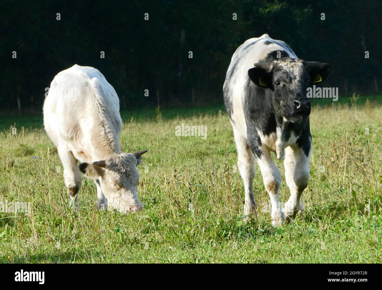 An old Dutch breed related to the Danish Holstein cow. This cow is ...