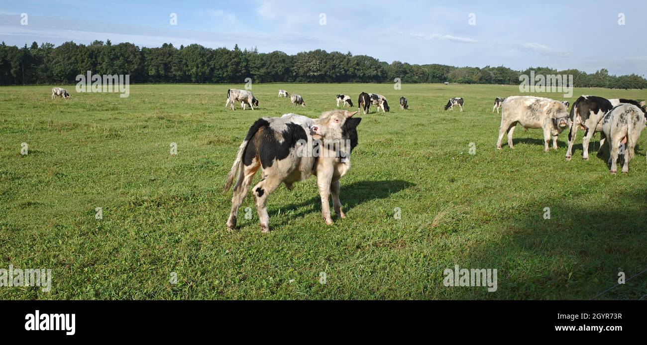 An old Dutch breed related to the Danish Holstein cow. This cow is ...
