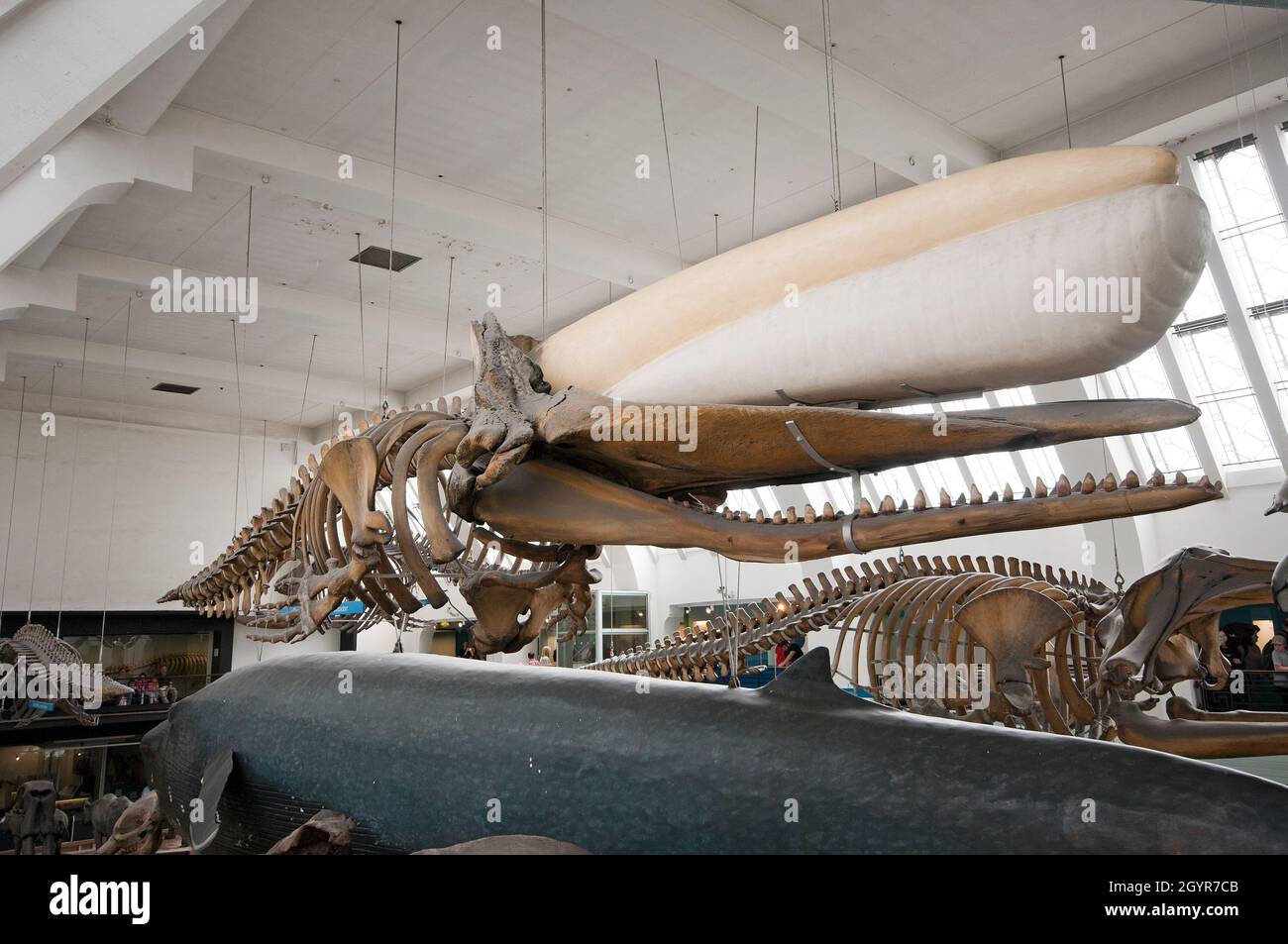 Sperm whale skeleton ( Physeter macrocephalus) in mammals hall of ...