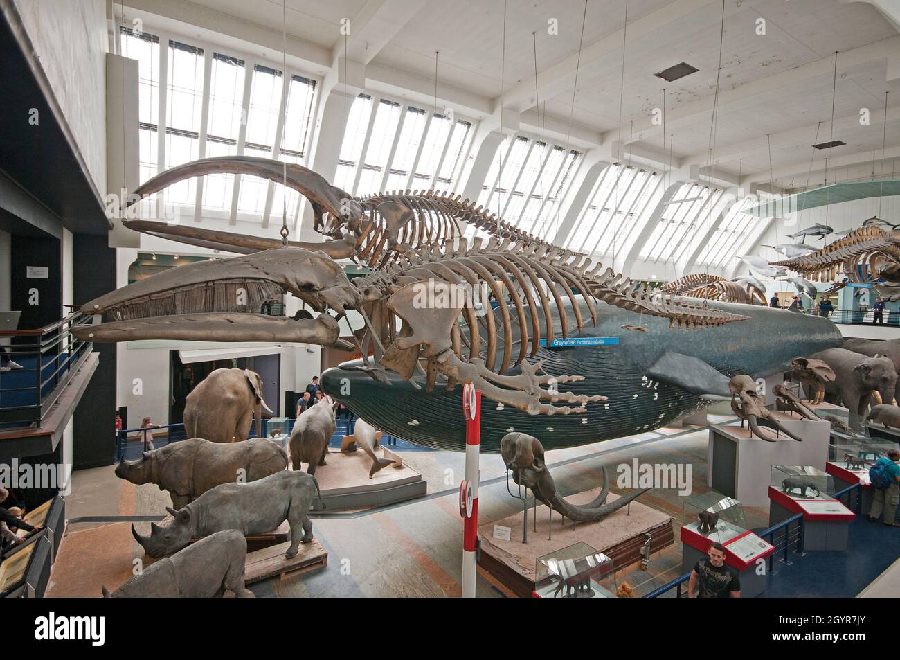 Skeletons of gray whale (Eschrichtius robustus) and bowhead whale ...