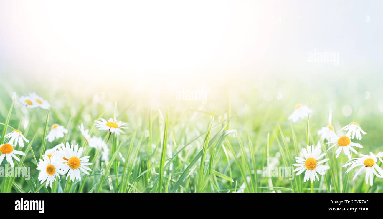 Gentle nature hi-res stock photography and images - Alamy