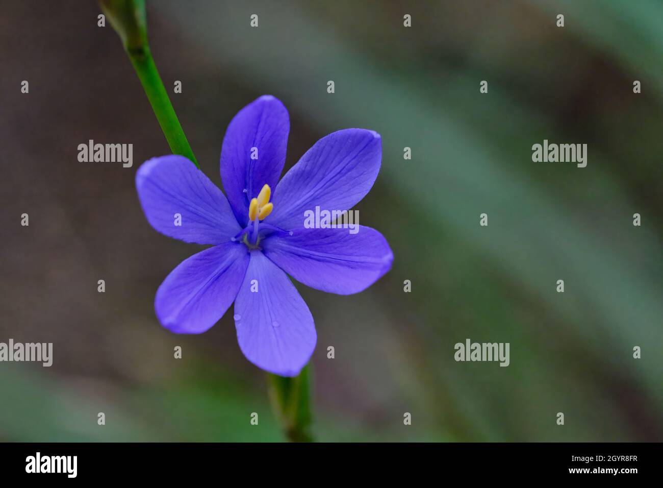 Morning Flag Flower Stock Photo - Alamy