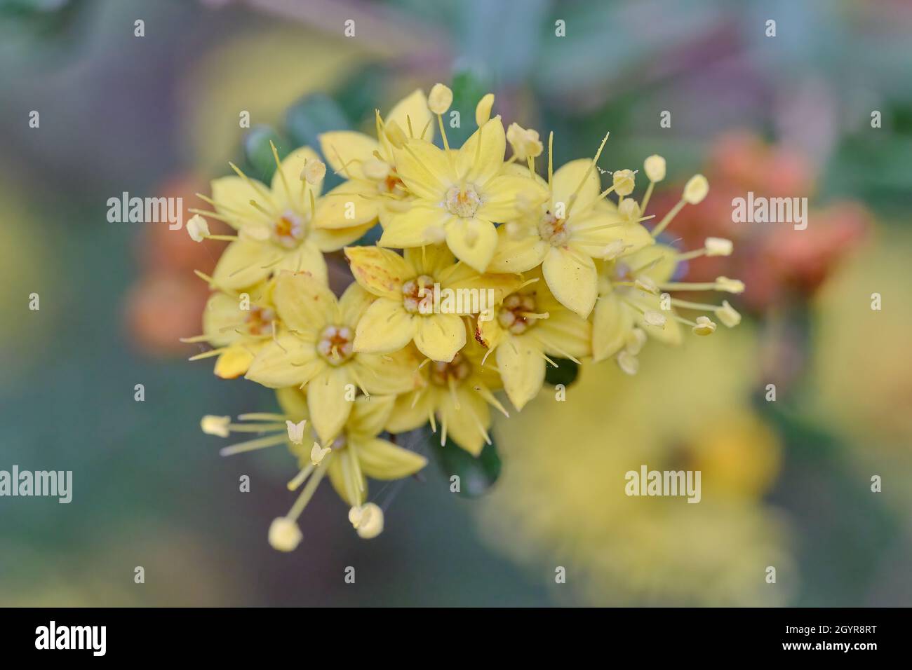 Phebalium hi-res stock photography and images - Alamy