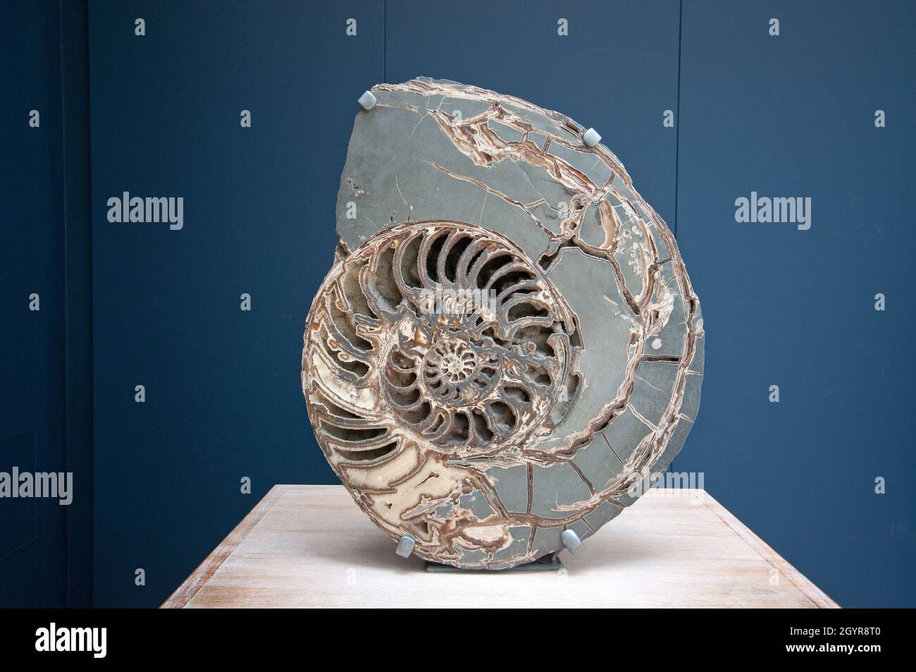 Ammonite fossil cretaceous period hi-res stock photography and images ...