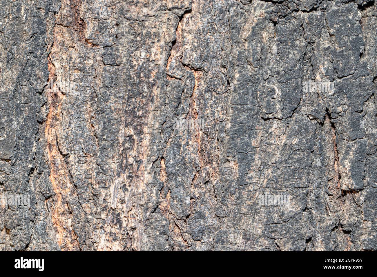 Neem tree bark hi-res stock photography and images - Alamy