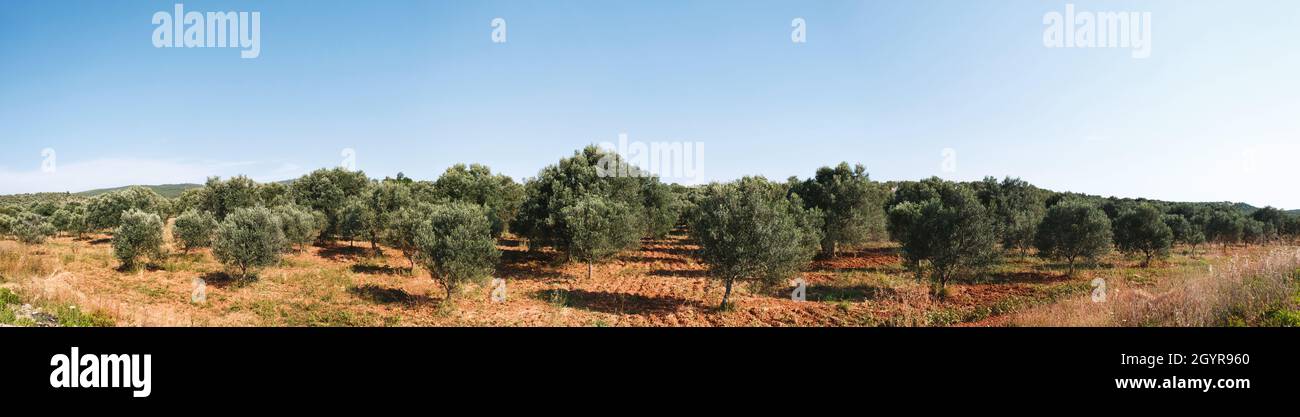Panoramic landscape olive farm hi-res stock photography and images - Alamy