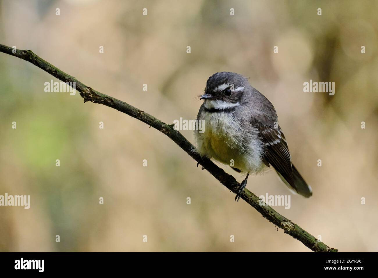 Australian fantail hi-res stock photography and images - Alamy