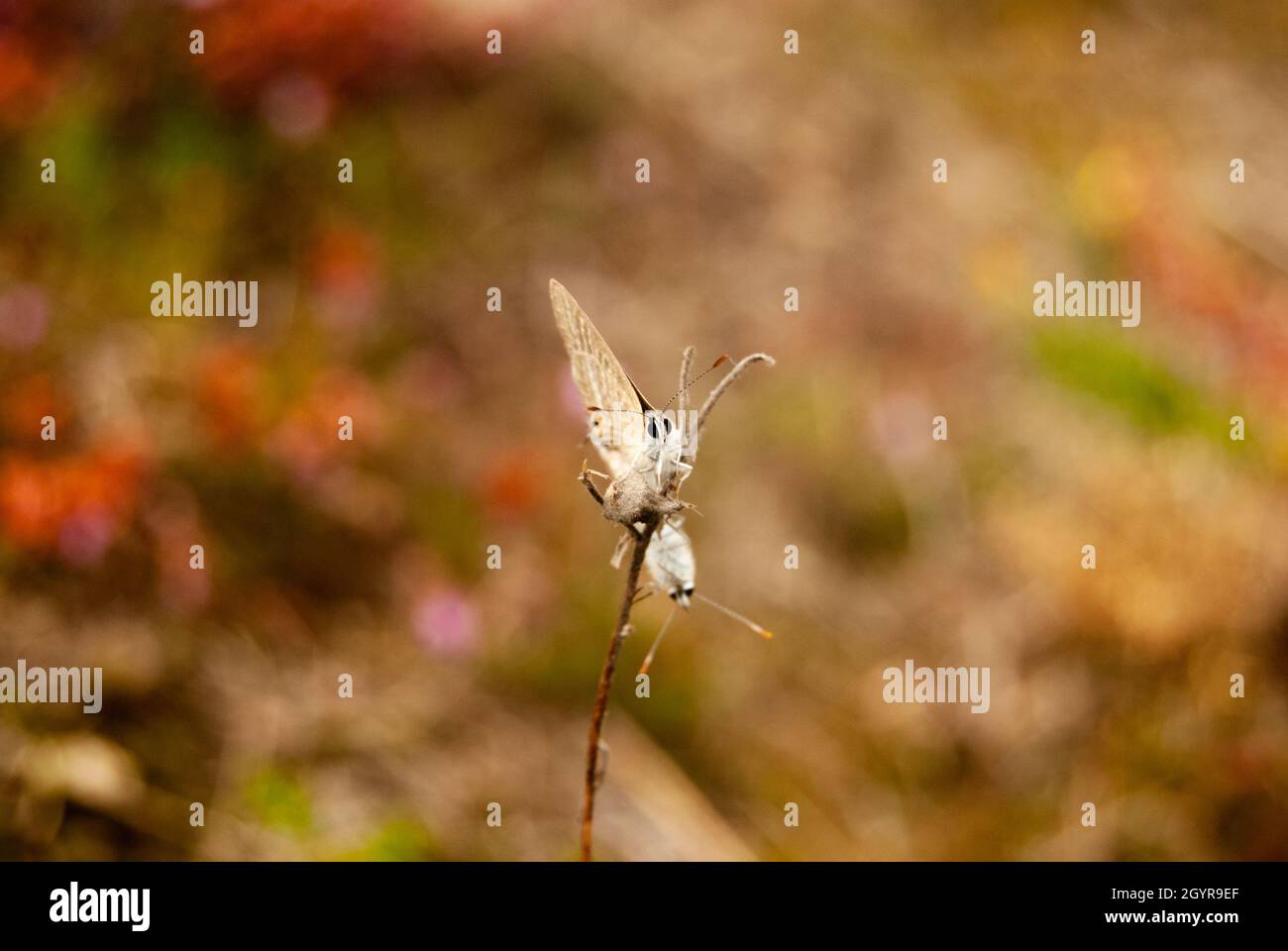 Mating pair of small white butterflies hi-res stock photography and ...