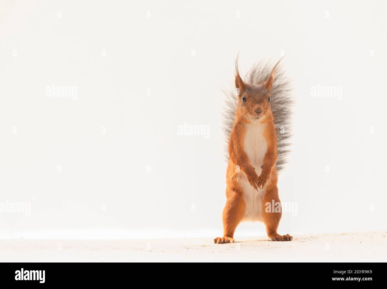 red squirrel is standing straight in a white background Stock Photo - Alamy