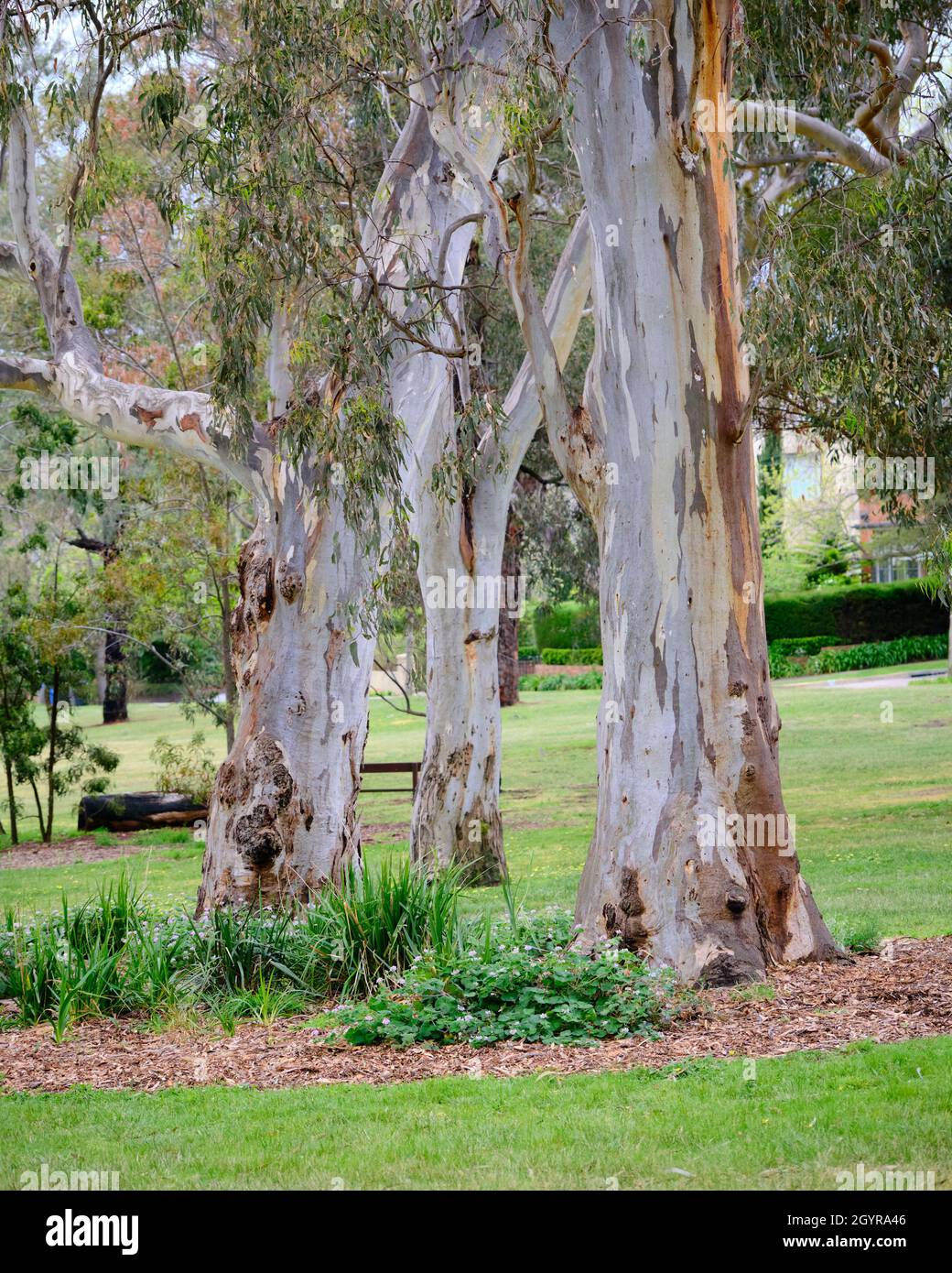River red gum eucalyptus eucalyptus camaldulensis hi-res stock ...
