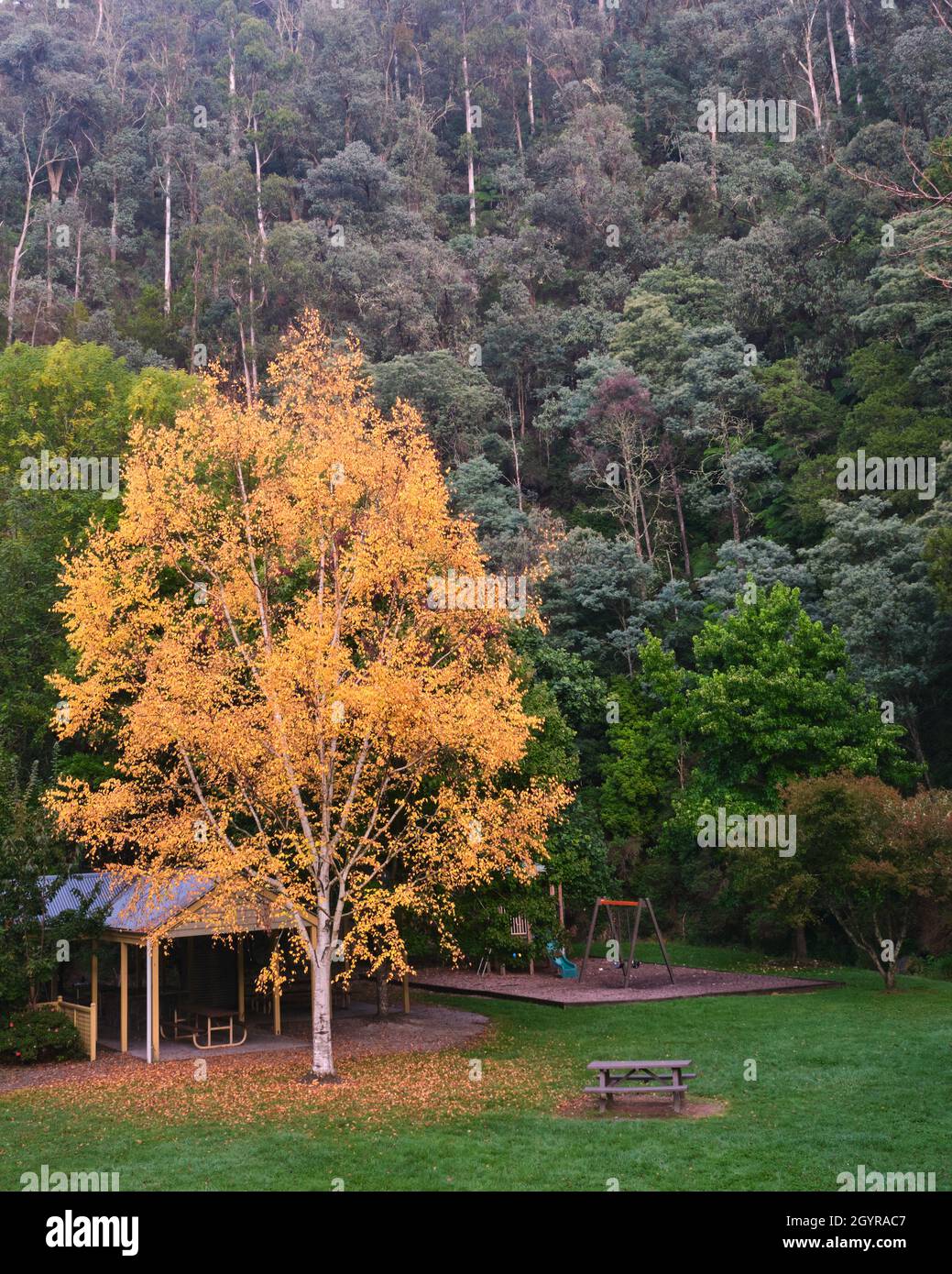 Australia autumn gum tree hi-res stock photography and images - Alamy